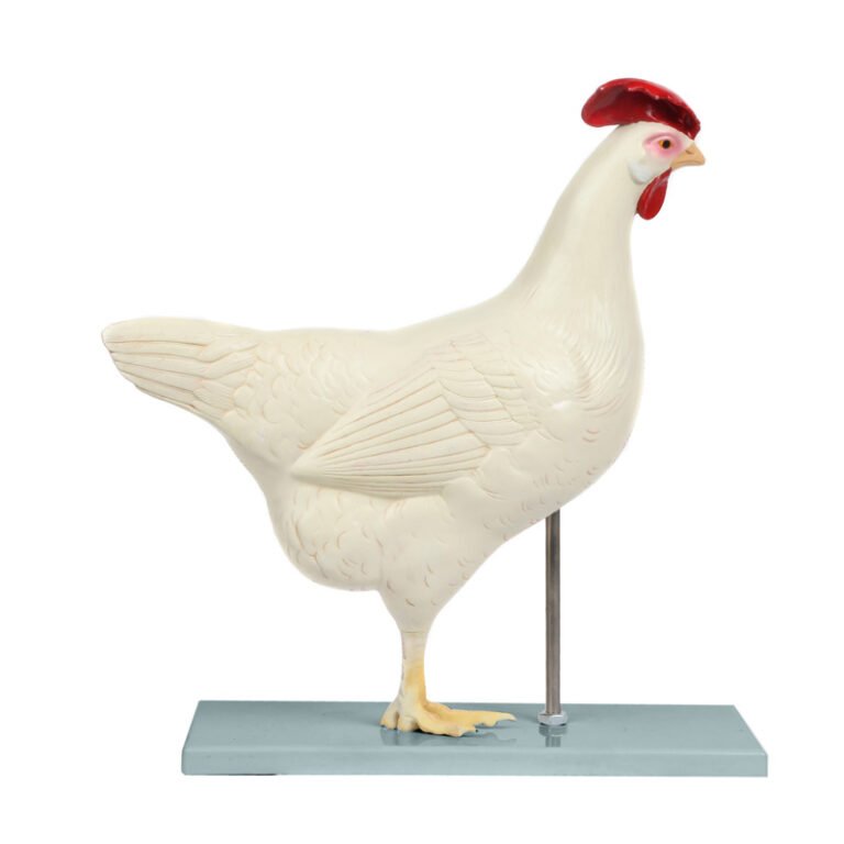 Dissection model of a chicken – Paper corner
