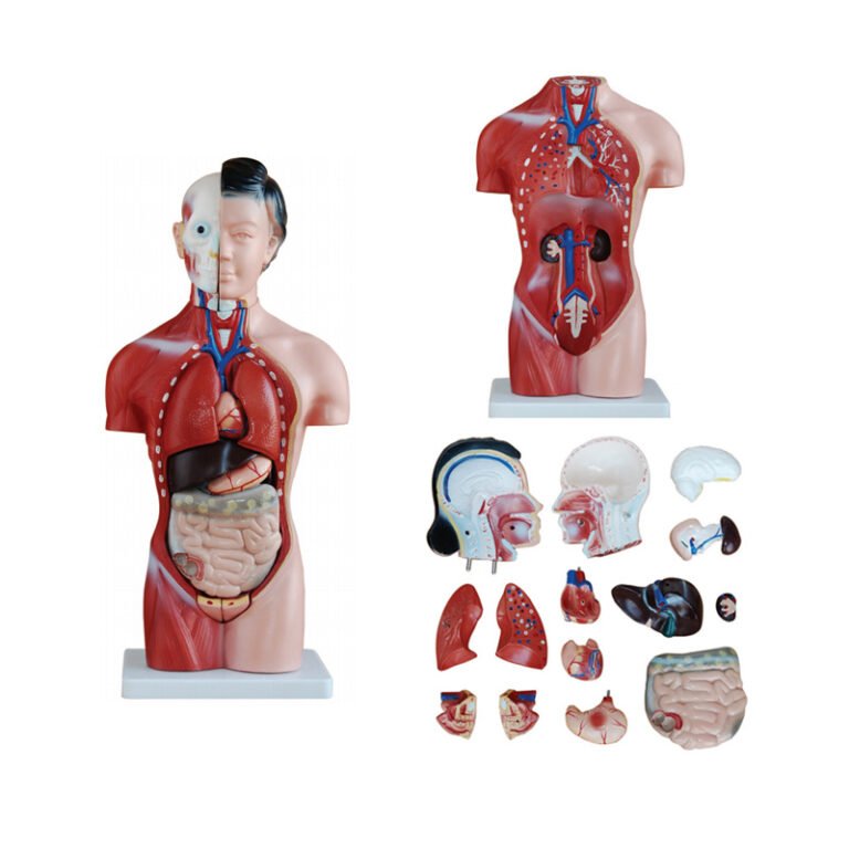 Female Mini Torso 15 Parts Paper Corner