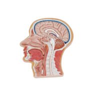 Sagittal section of the human model – Paper corner