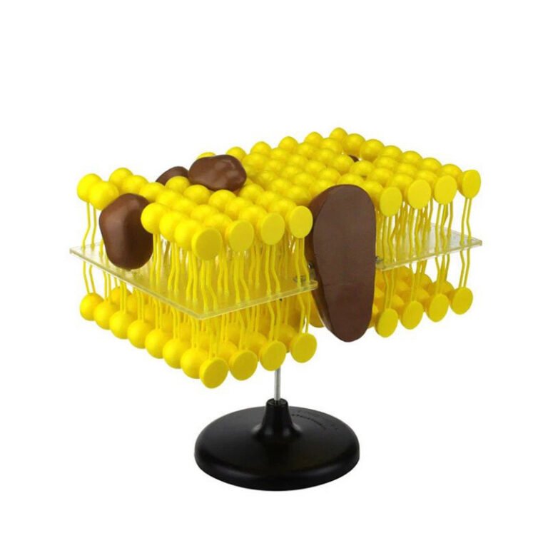 Cell membrane model – Paper corner