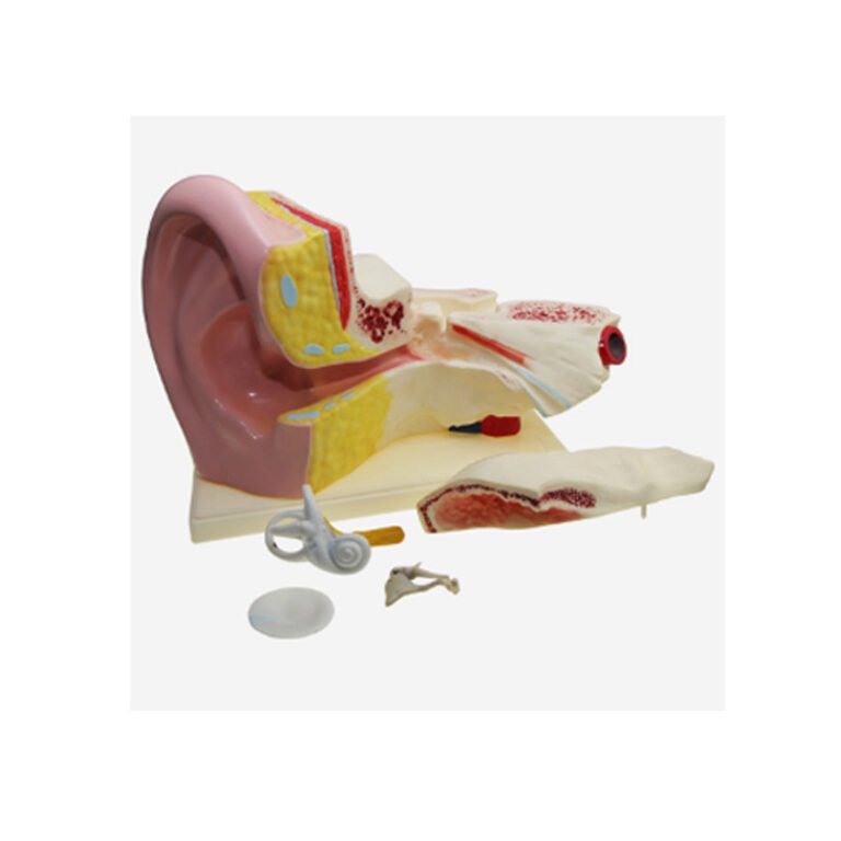 Human ear model – Paper corner