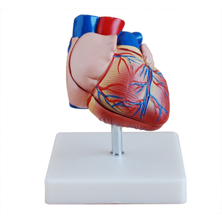 Model of the human heart – Paper corner