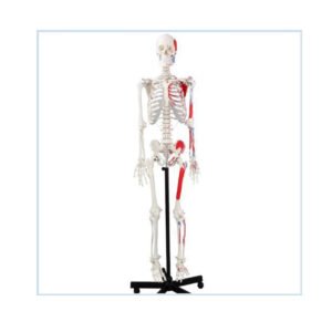Human skeleton – Paper corner