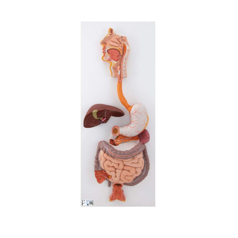 Digestive system model – Paper corner