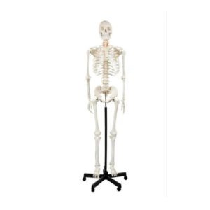 Human skeleton – Paper corner