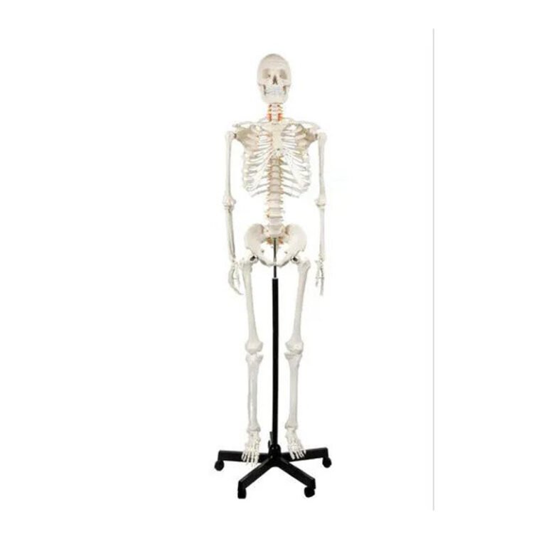 Human skeleton – Paper corner