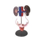 Model of the female urogenital system – Paper corner