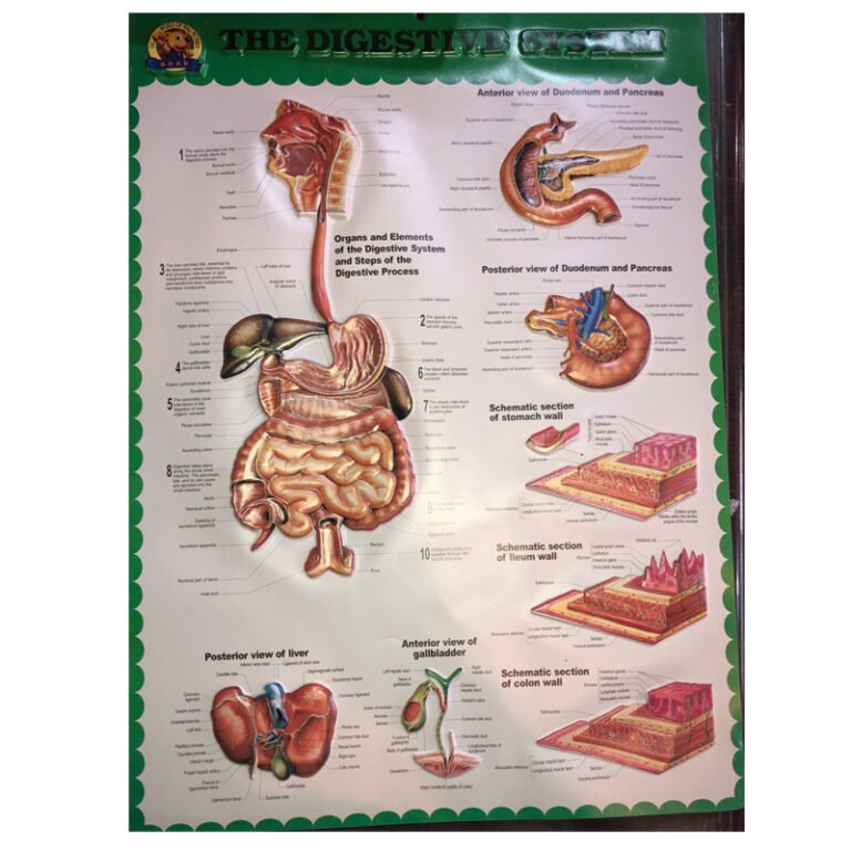 Chart for digestive system 3D – Paper corner