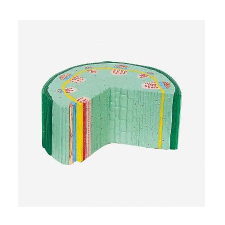 Model of dicot stem – Paper corner