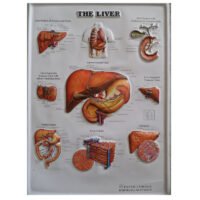 The Liver chart – Paper corner