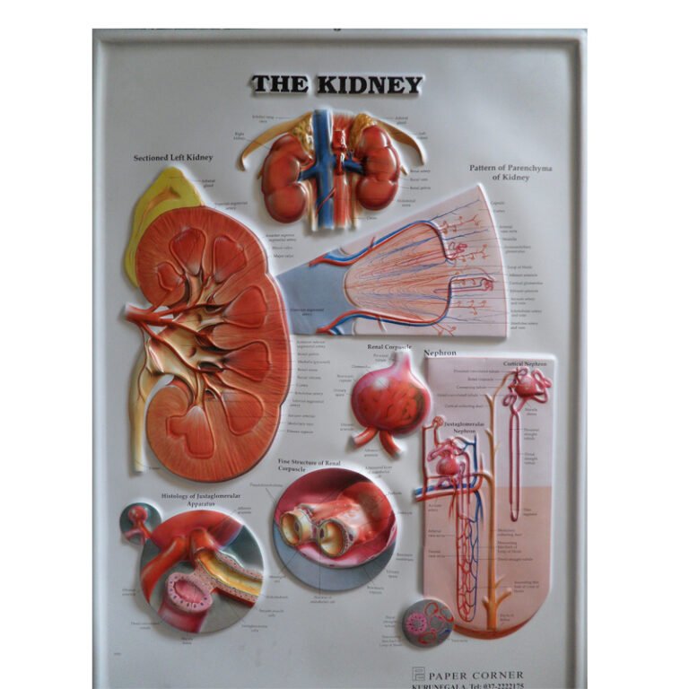 The kidney chart – Paper corner