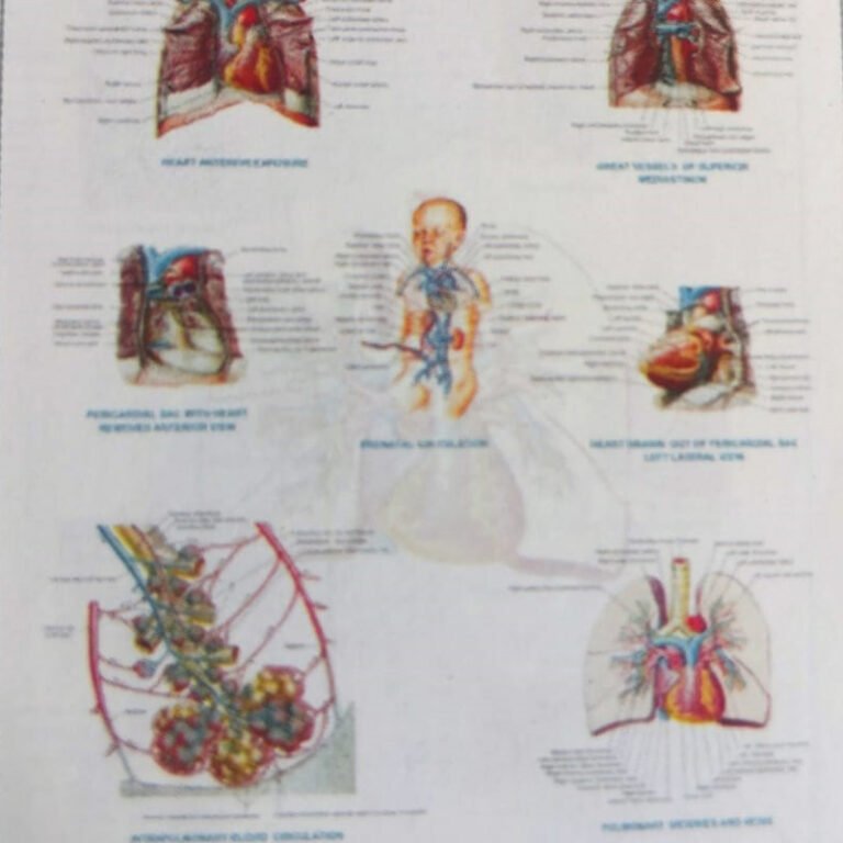 Cardiopulmonary Circulation – Paper corner